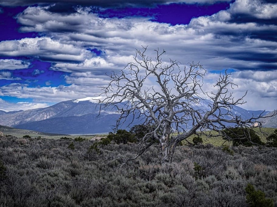 More than 1-in-3 species of trees could disappear